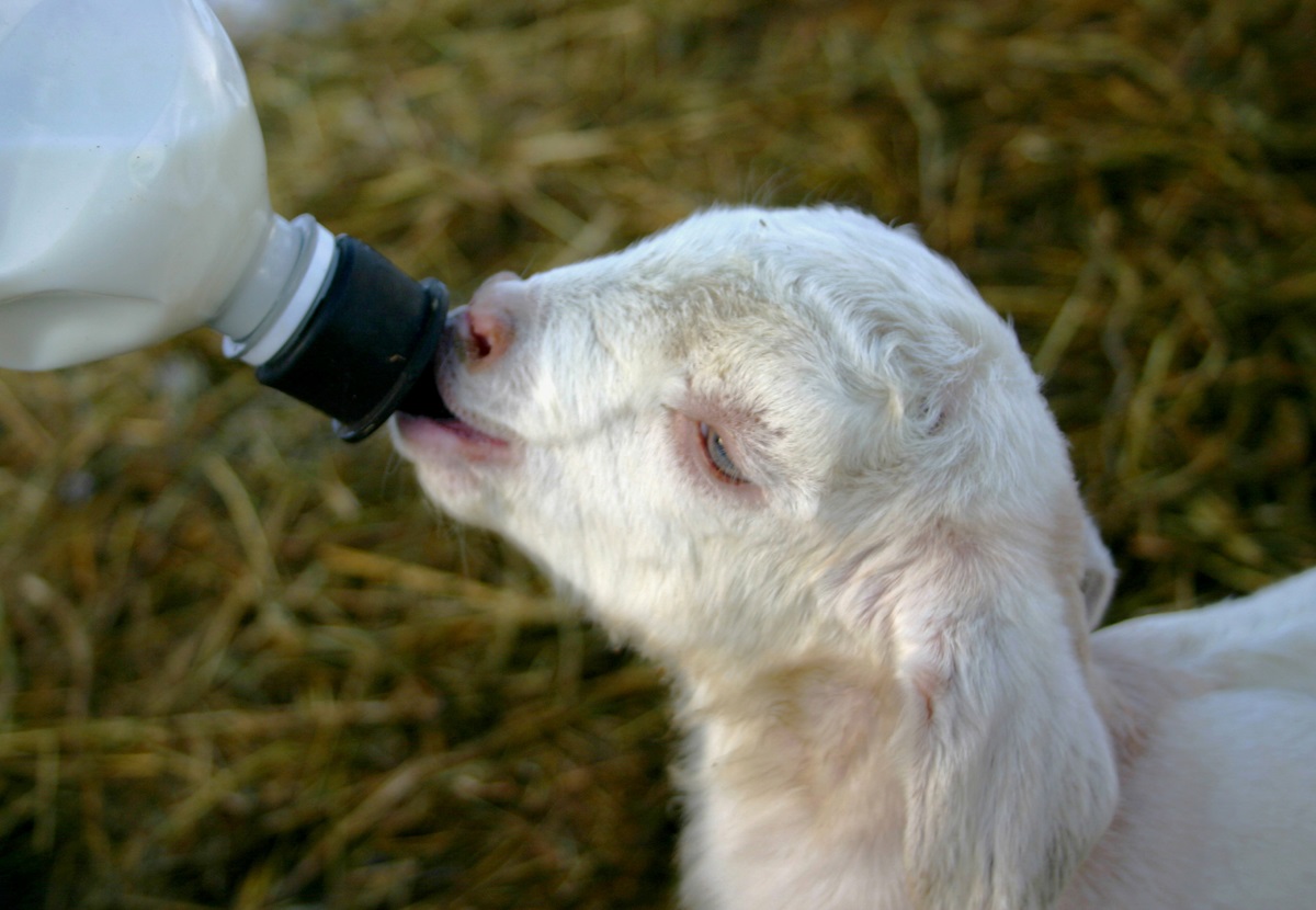 Lamb & Kid - SCCL Site