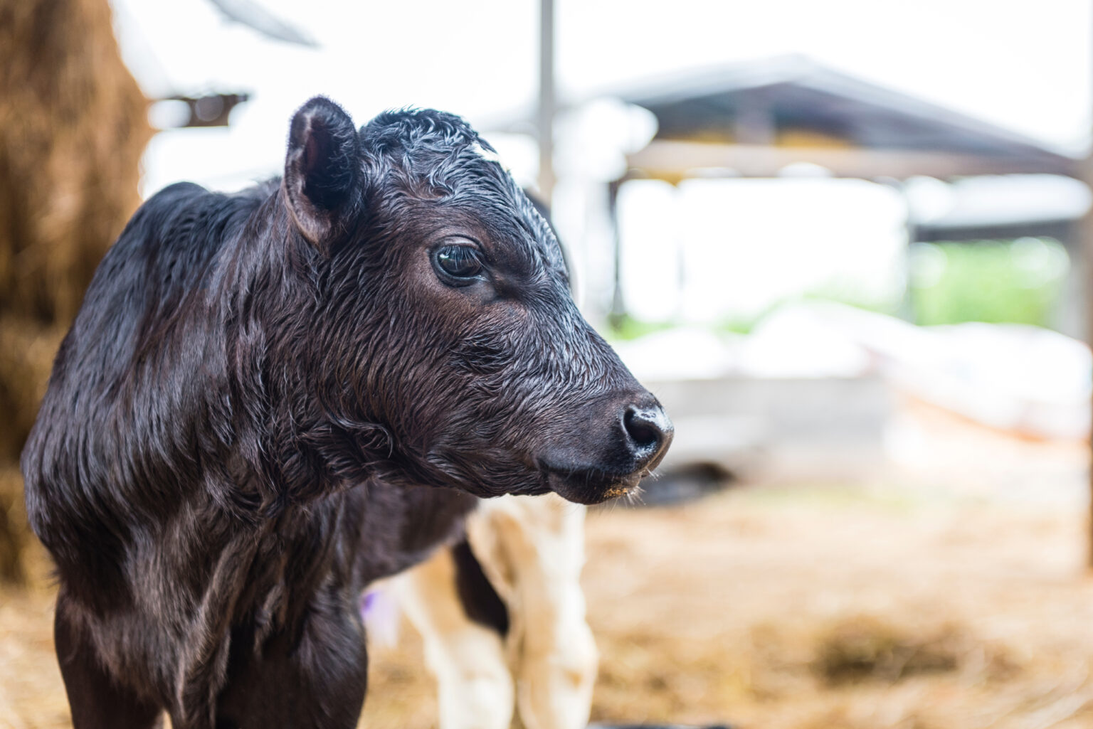 Products Archive - SCCL Site