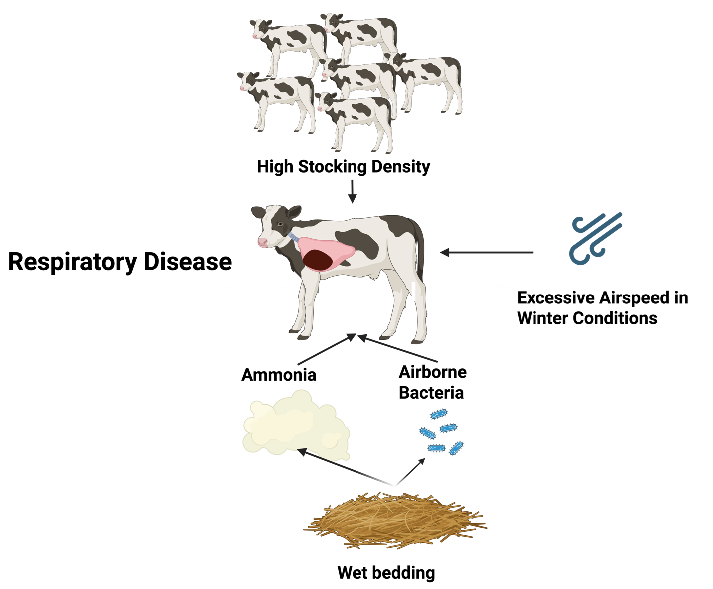 The Colostrum Counsel - Preventing Respiratory Disease in Calves: Why ...