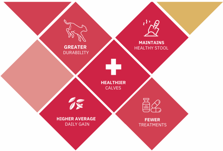The Colostrum Counsel - Restoring Gut Health in Calves: The Key Role of ...